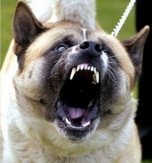 Top 5 Best Security Guard Dog Breeds Westminster Security Top 5 Best Security Guard Dog Breeds Westminster Security