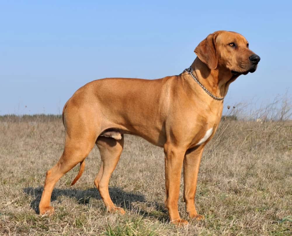 Top 5 Best Security Guard Dog Breeds - Westminster Security
