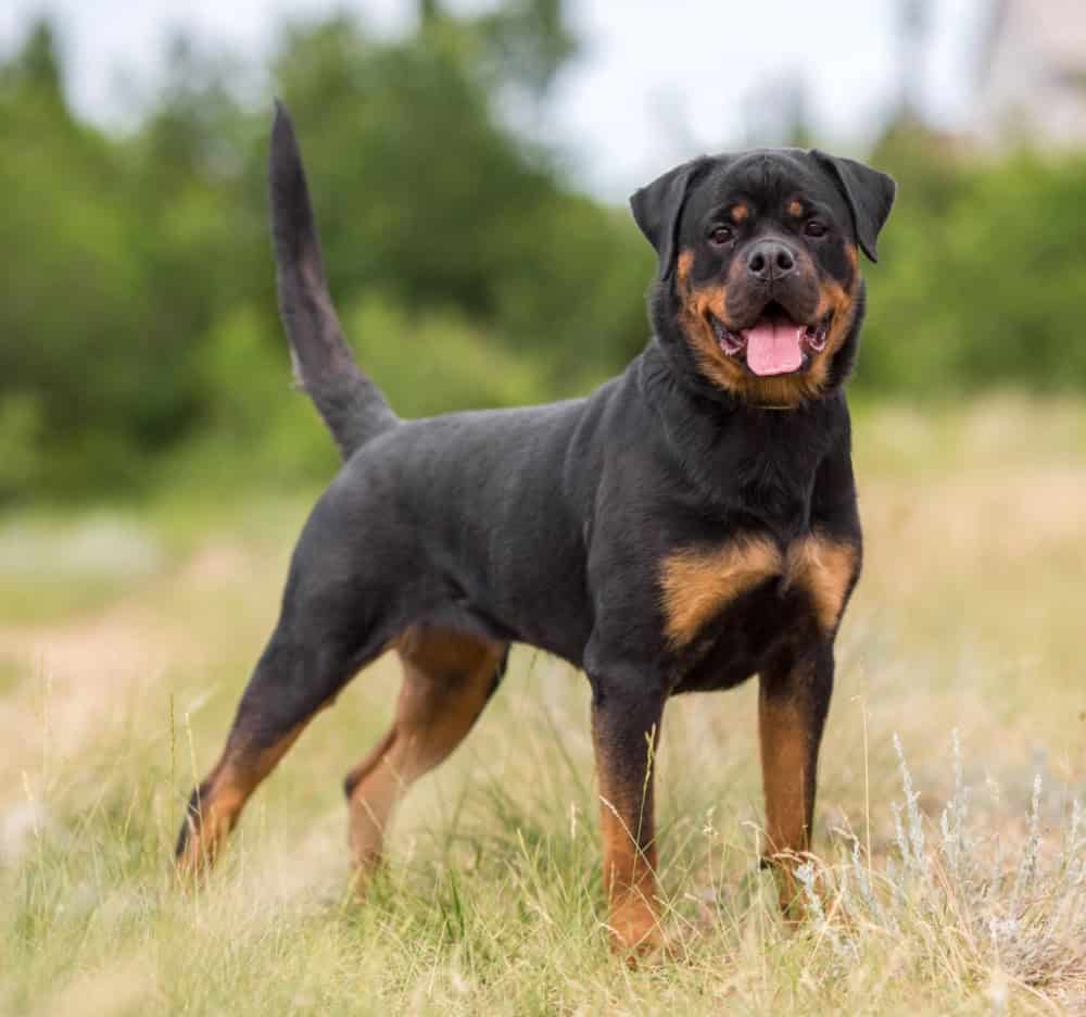 Top 5 Best Security Guard Dog Breeds - Westminster Security